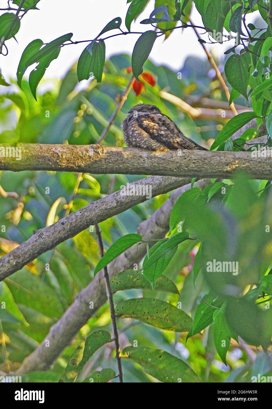 Grey Nightjar (Camprimulgus jotaka) adult roosting on branch Krung ...