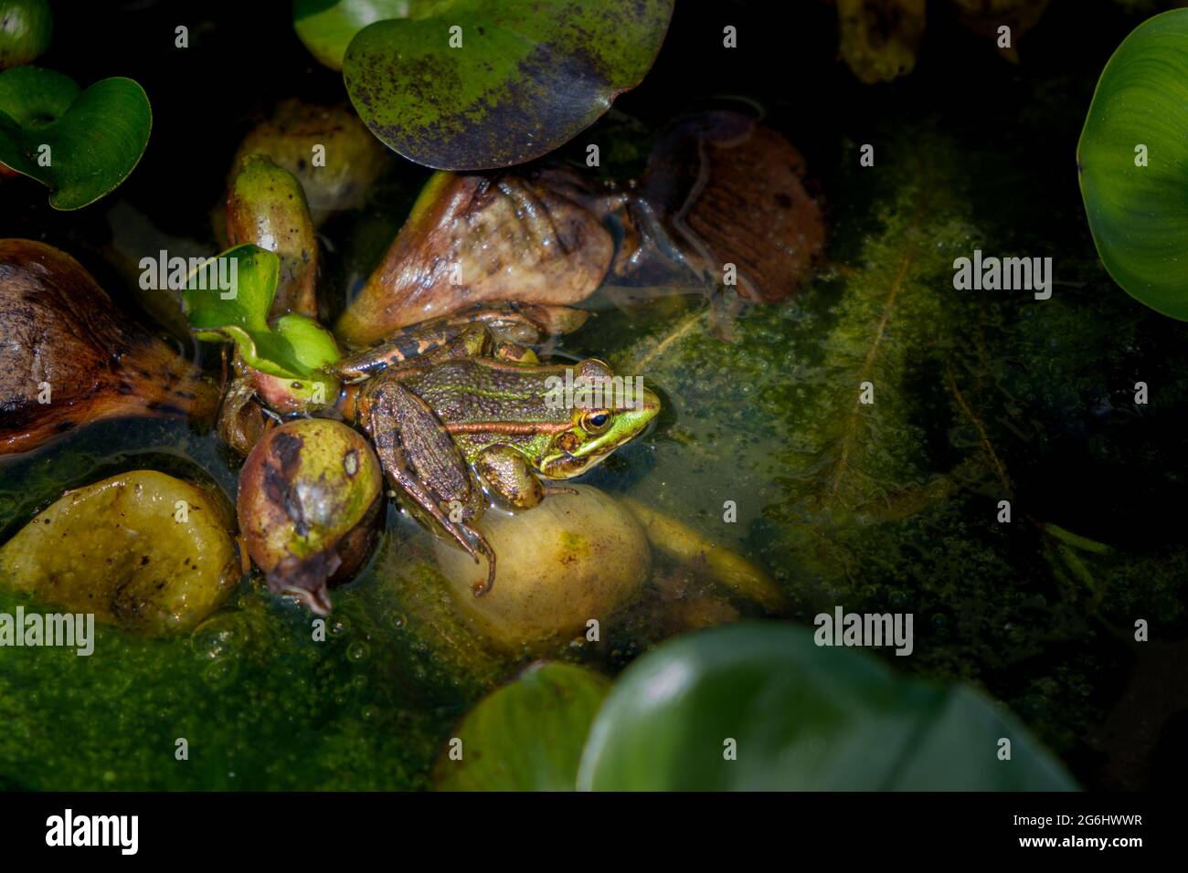 Lily root hi-res stock photography and images - Alamy