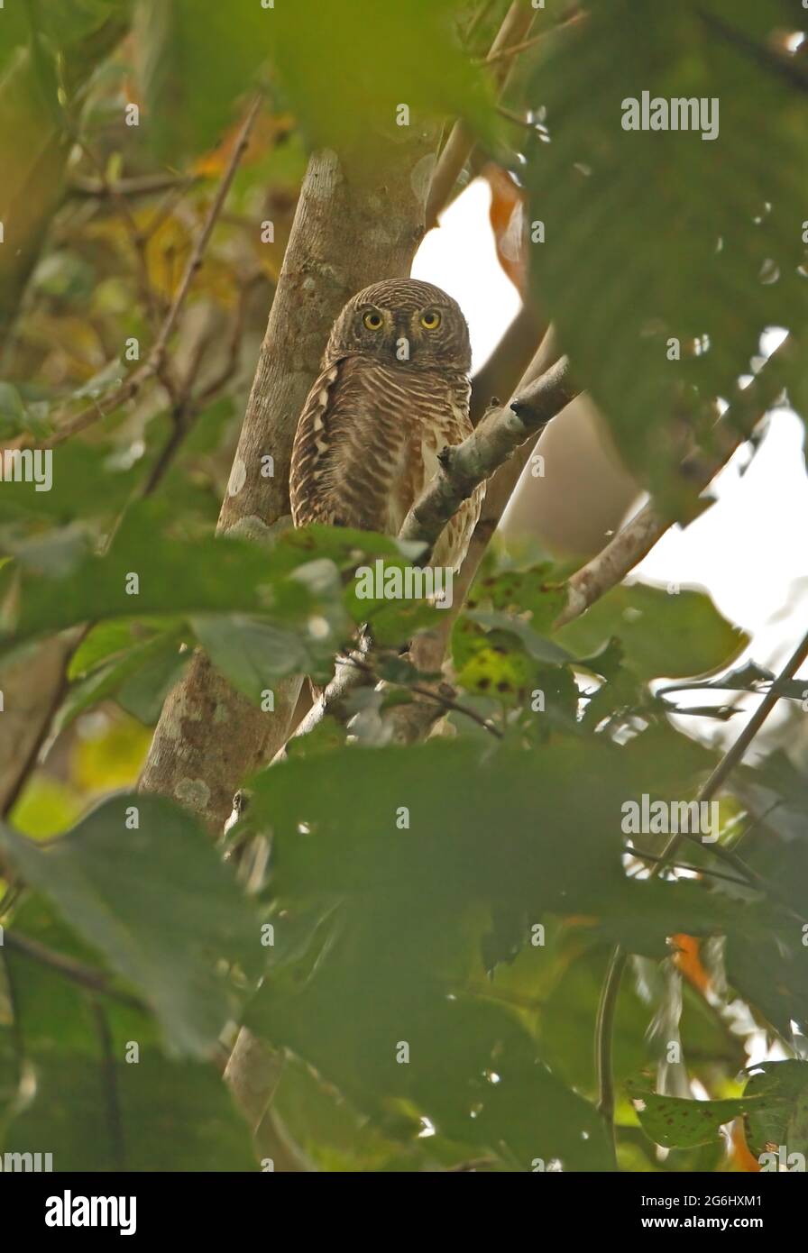 Asian Barred Owlet (Glaucidium cuculoides bruegeli) adult perched in ...