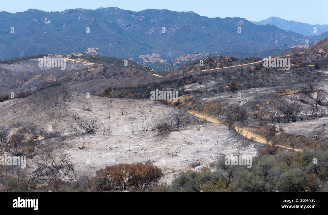 The scorched landscape in Topanga State Park, Topanga, California after ...