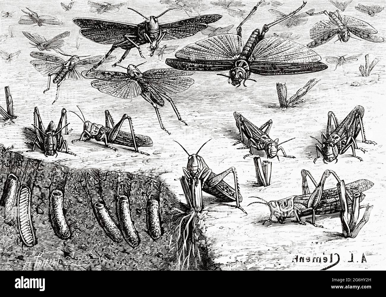 Locust Flying Drawing