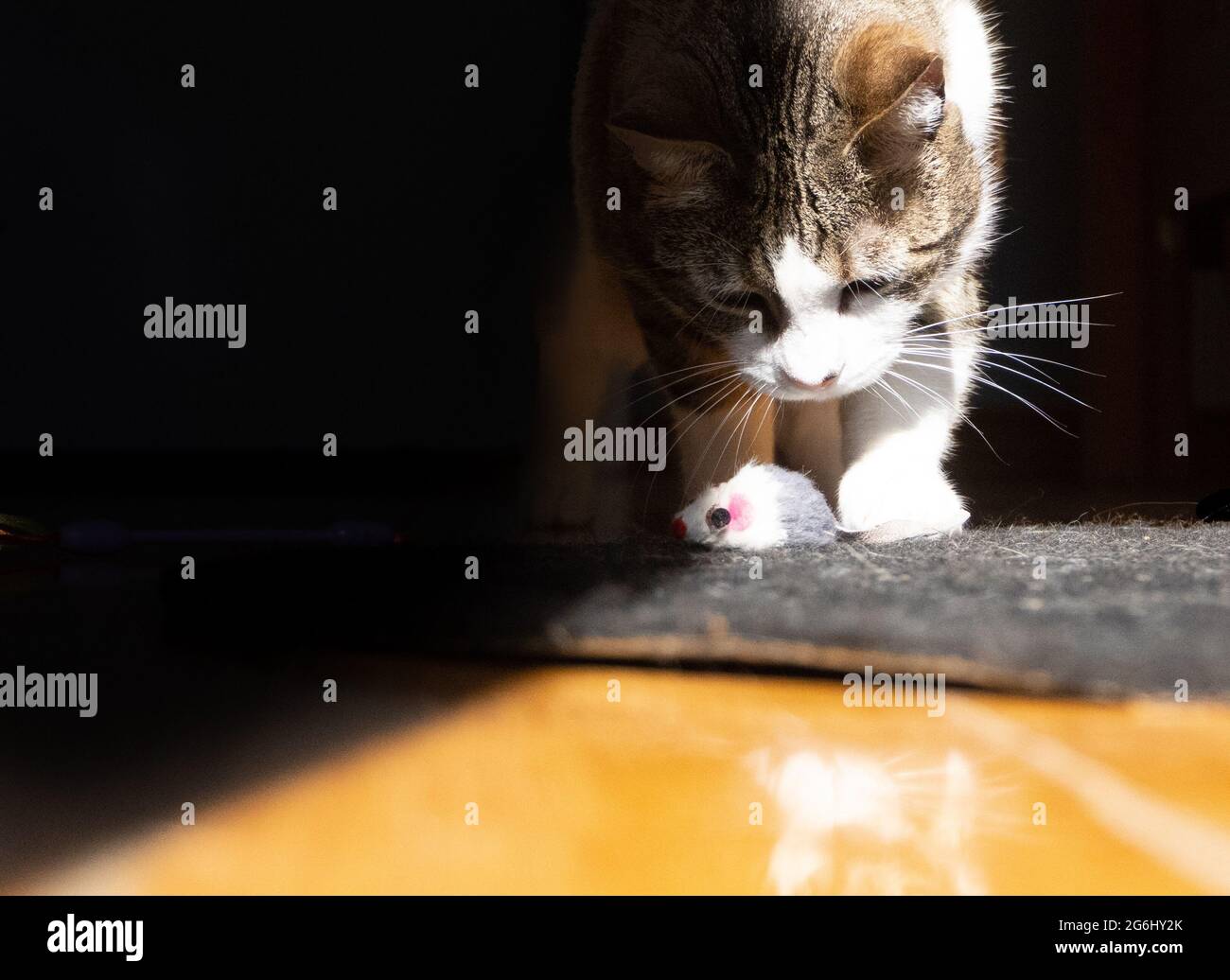 A tabby with white cat stalks a toy mouse while half in shadow Stock ...