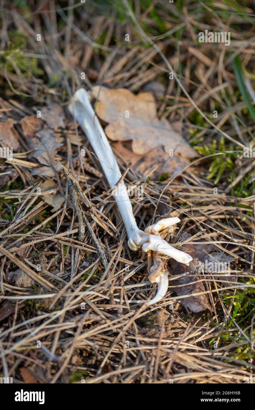 Bird's leg bone on a ground Stock Photo - Alamy