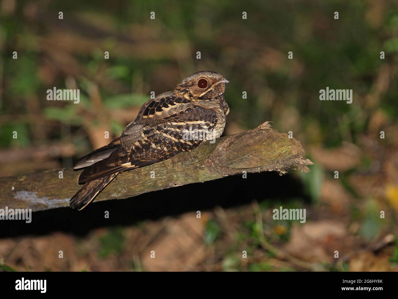 Large-tailed Nightjar (Caprimulgus macrurus bimaculatus) adult perched ...