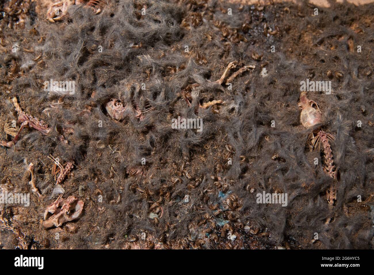 Remains of multiple dead rats Stock Photo - Alamy