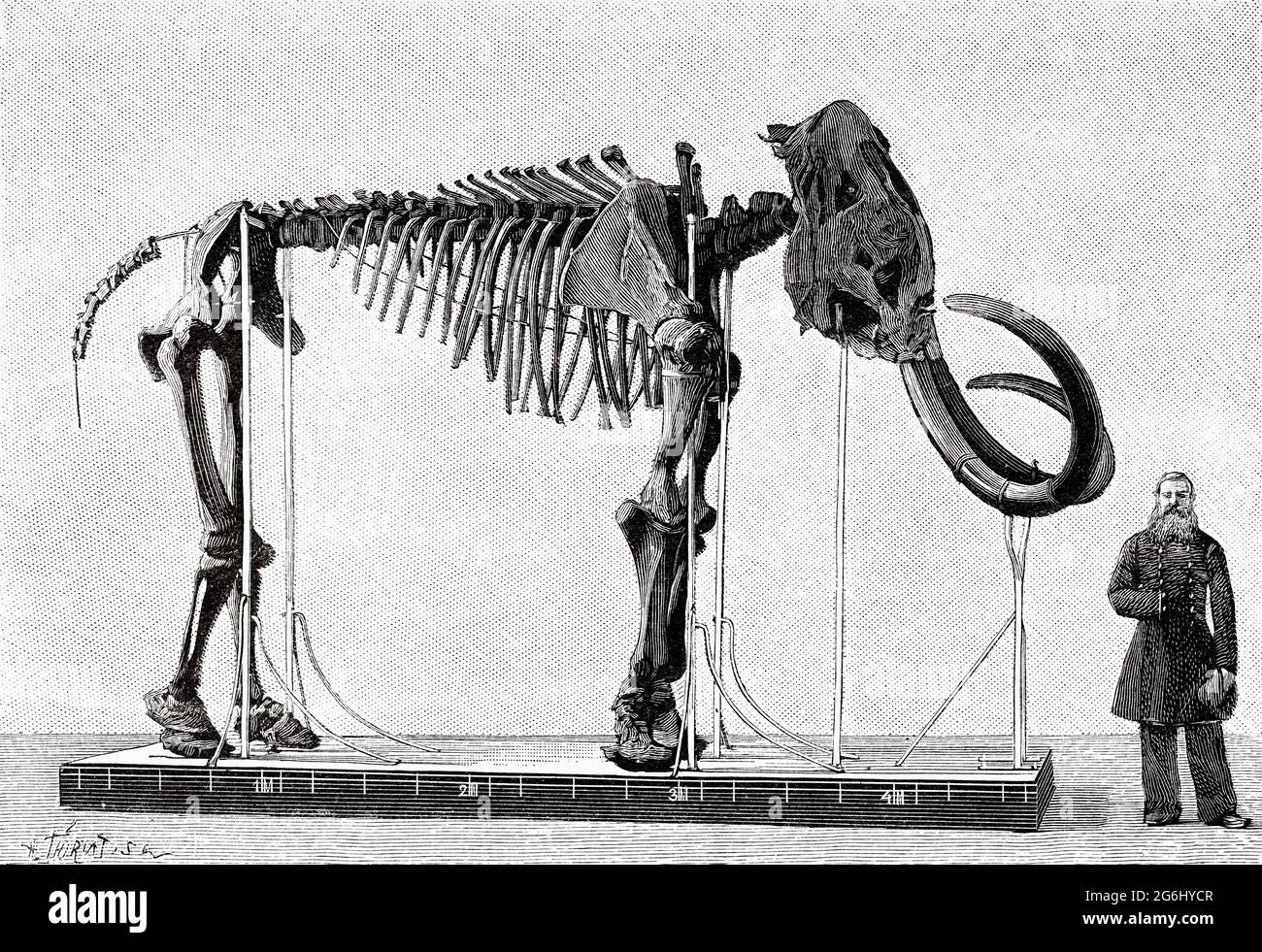 Adams mammoth hi-res stock photography and images - Alamy