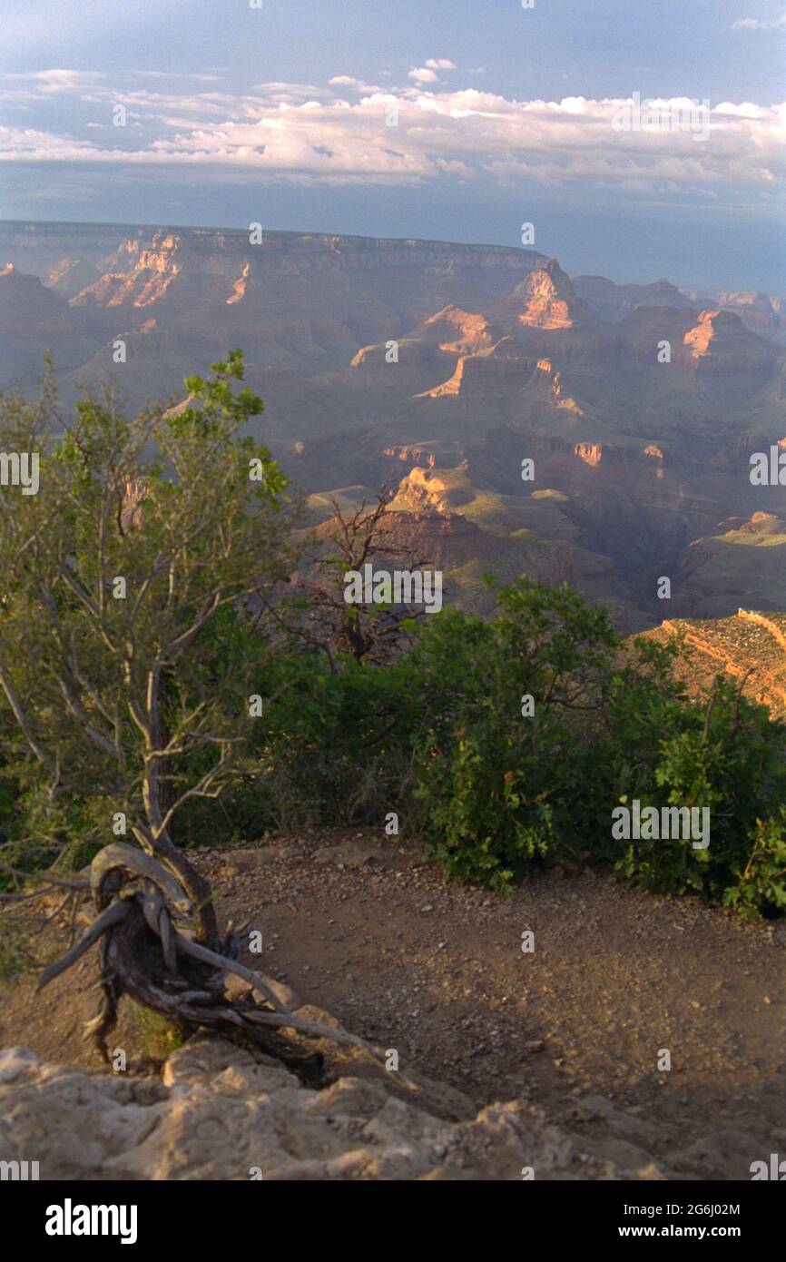 Grand Canyon Sunset highlighting North Rim and dead tree in foreground ...