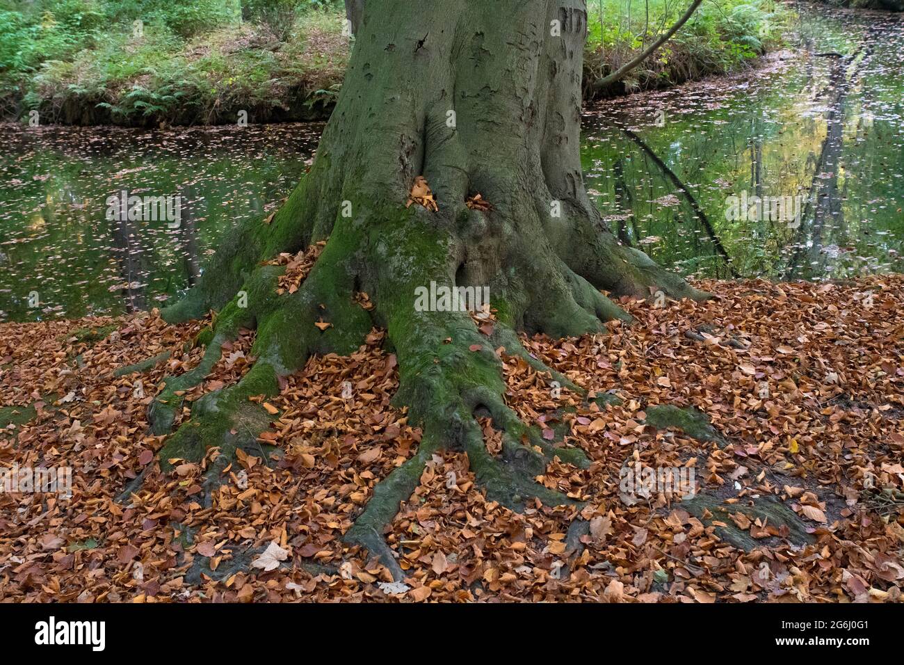 Foot of Beech Tree (Fagus sylvatica) with roots and fallen leaves on ...