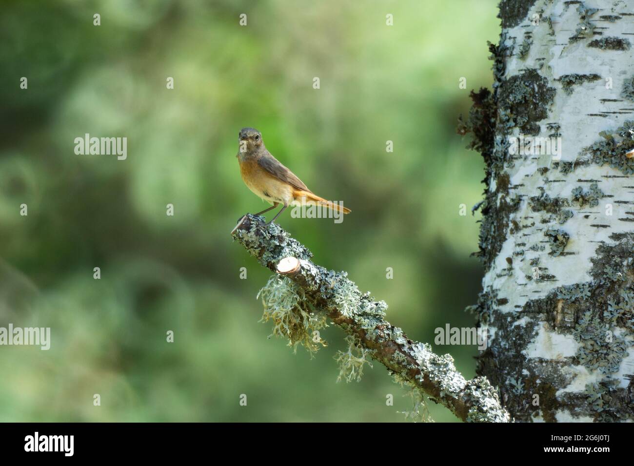 Bird on the birch branch Stock Photo - Alamy
