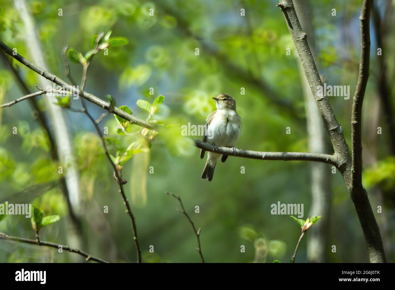 Bird on the tree branch Stock Photo - Alamy