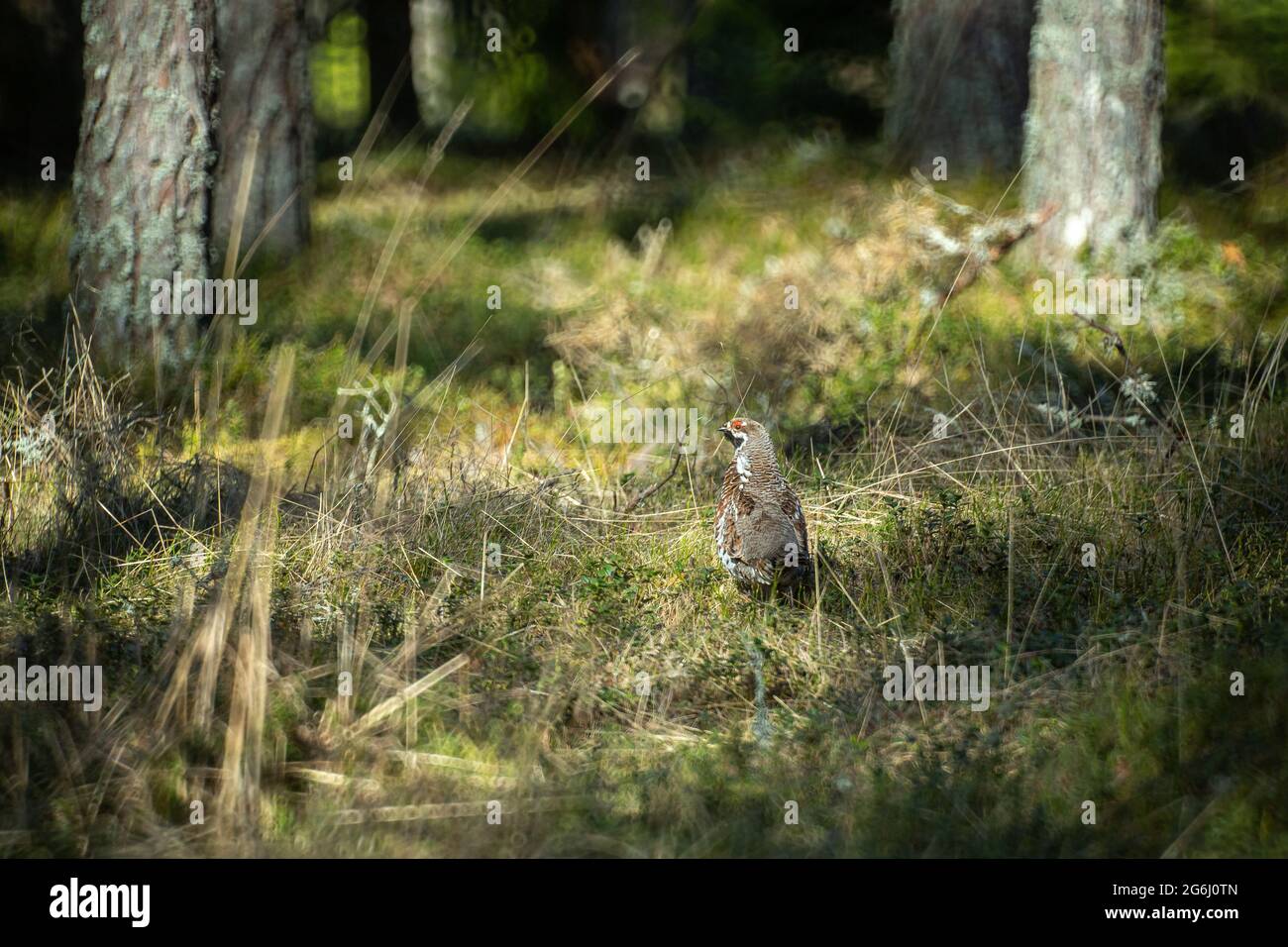 Bird hiding in the wild Stock Photo - Alamy
