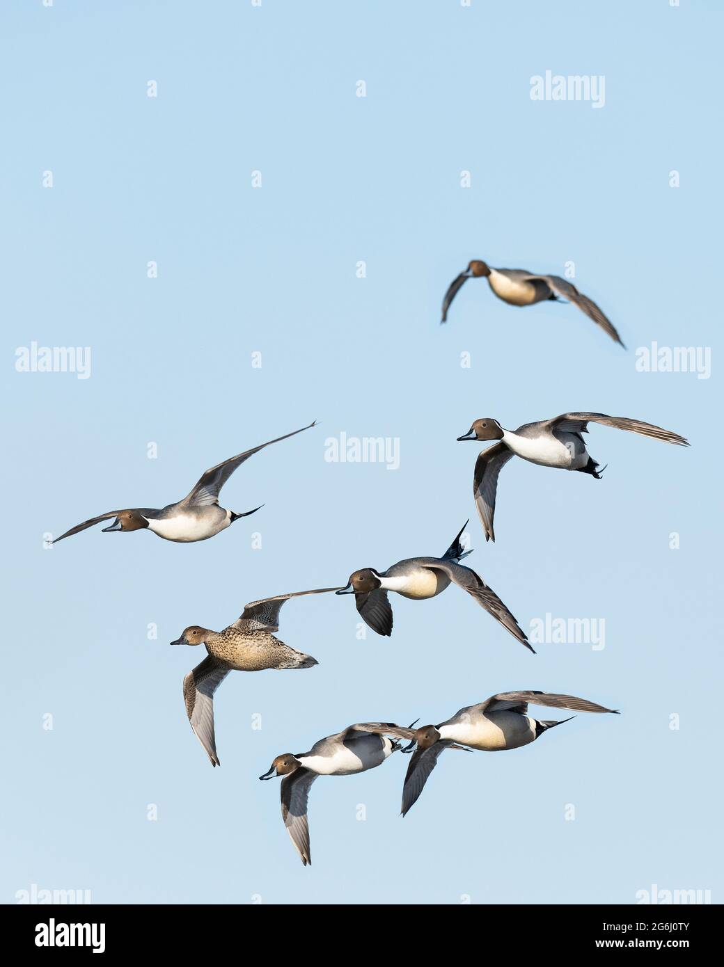 A Flock of Pintail Ducks on the South Dakota Prairie Stock Photo - Alamy