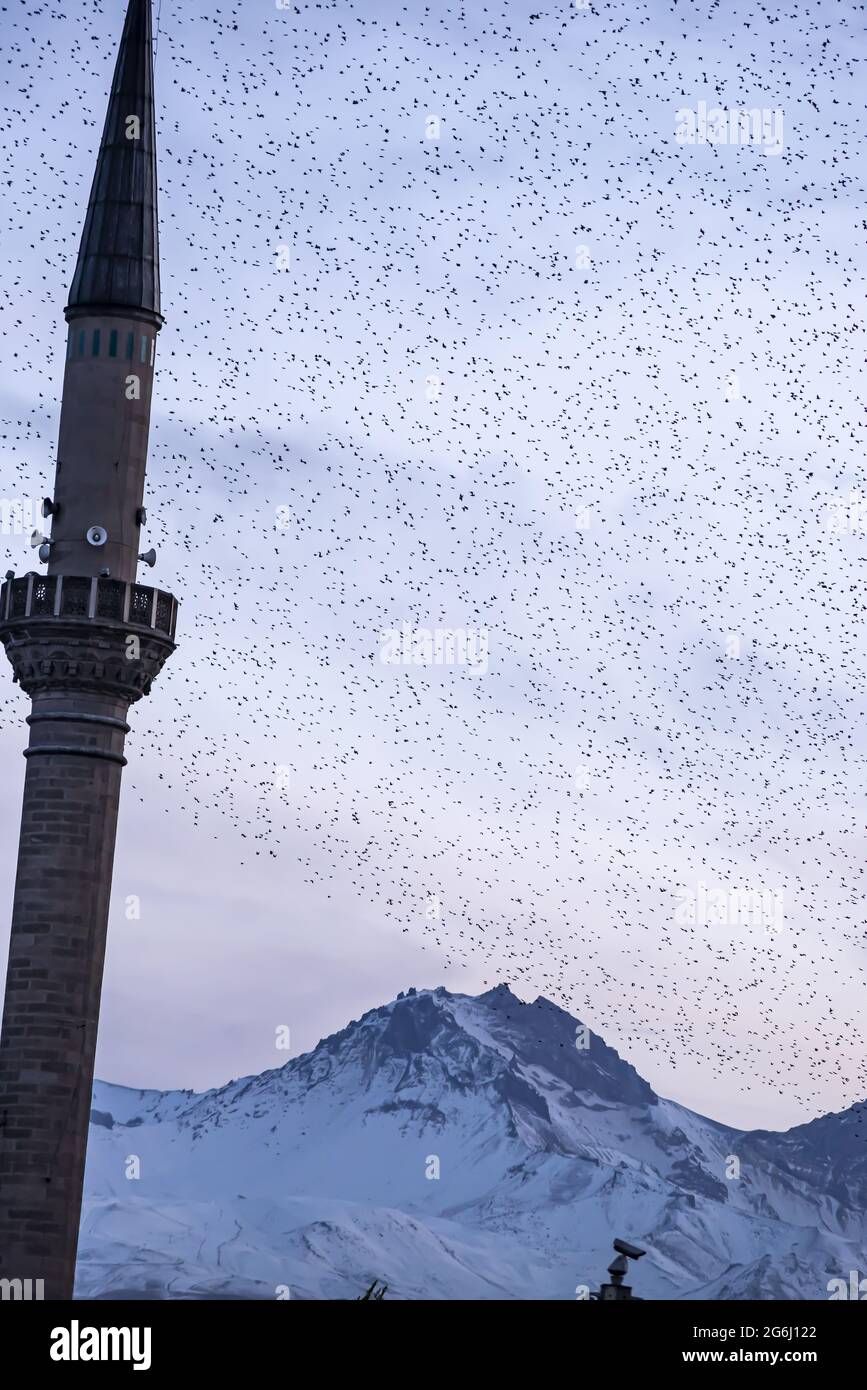 Vertical shot of the dancing herd of starlings at sunset over the ...