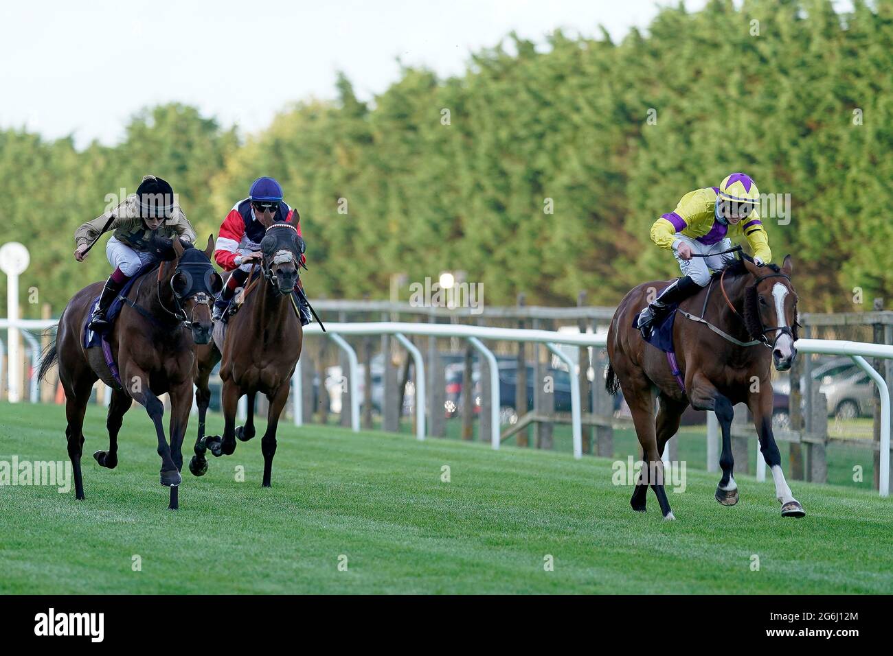 Junoesque horse hi-res stock photography and images - Alamy