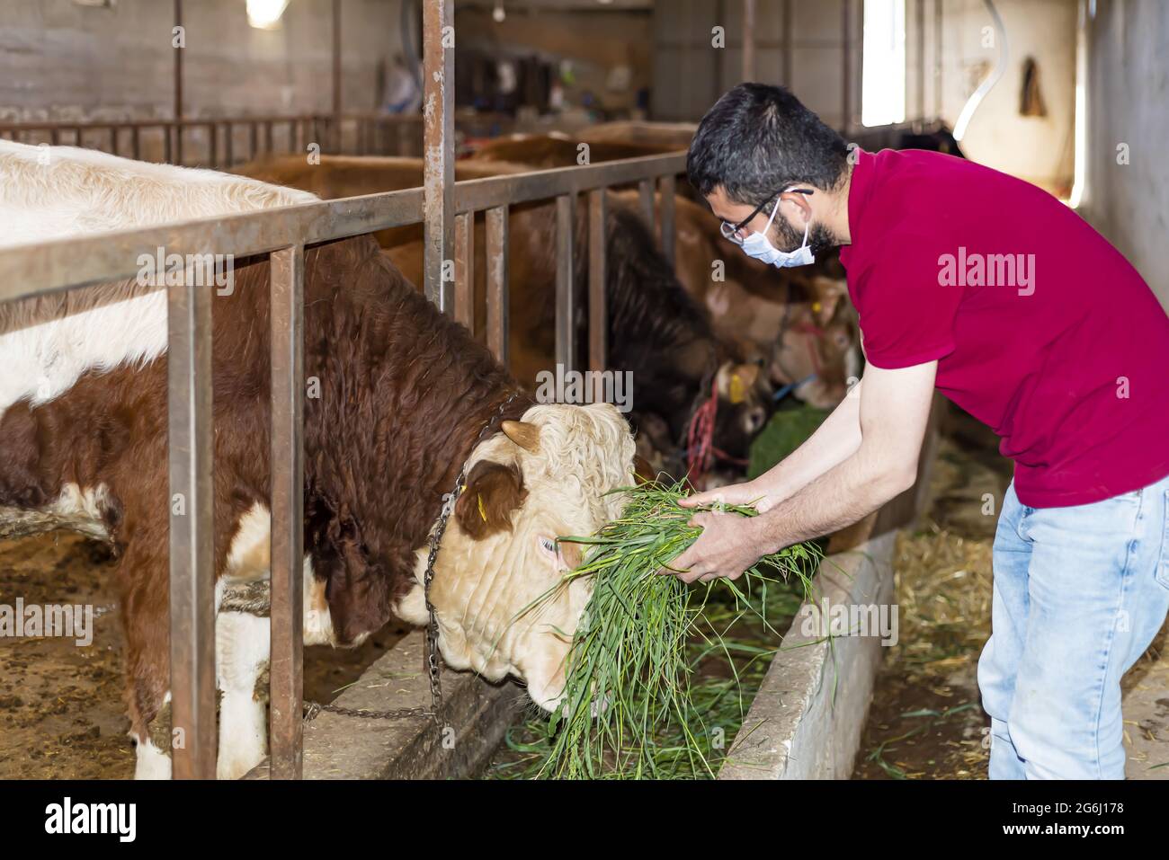 Closeup of a farmer with a facemask feeding cows hay, in a cowshed on a ...