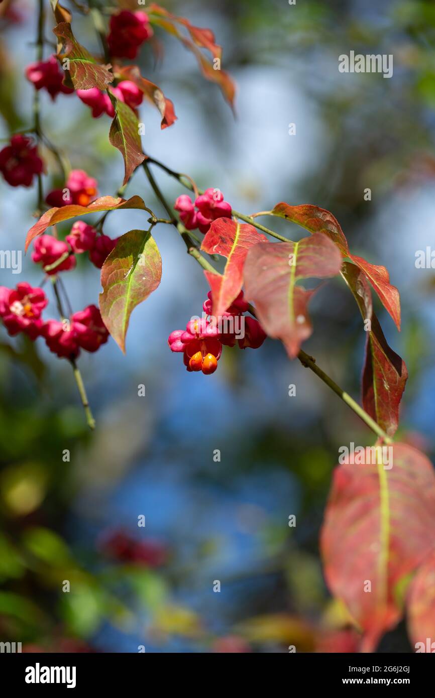 Spindle berry hi-res stock photography and images - Alamy
