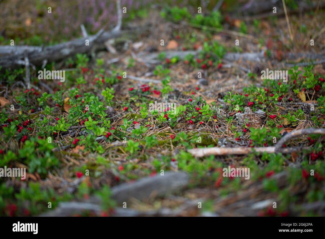 Edible forest fruit hi-res stock photography and images - Alamy