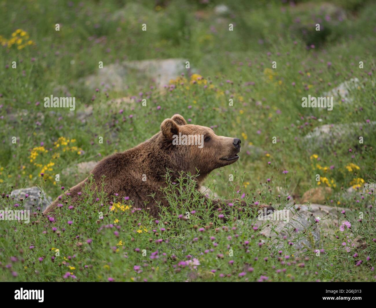Brown bear among flowers Stock Photo - Alamy