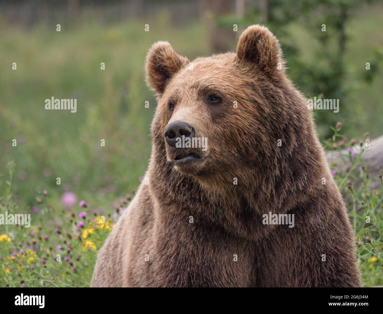 Brown bear among flowers Stock Photo - Alamy