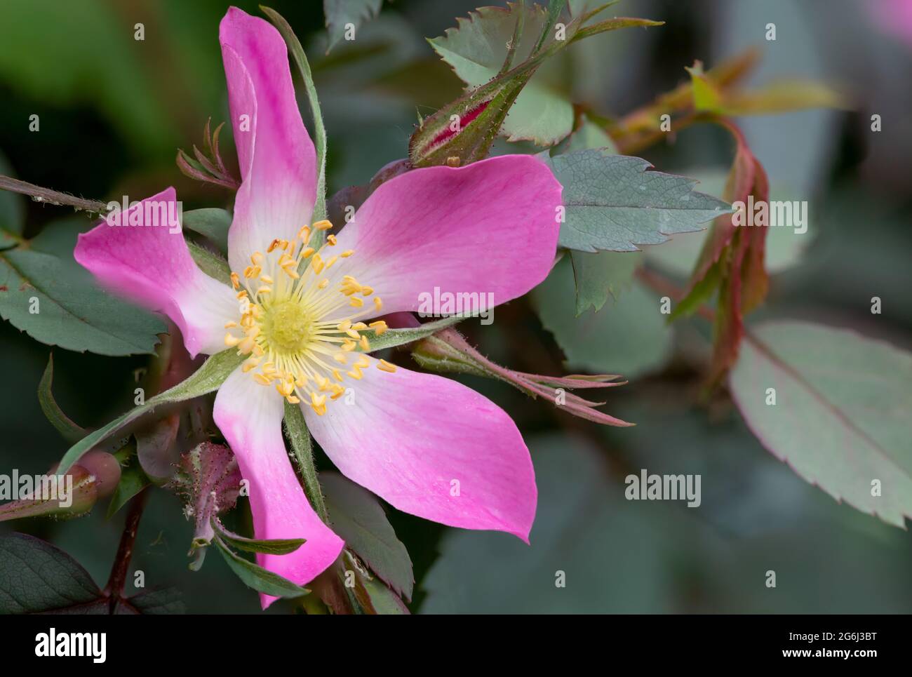 Close up of a red leaved rose (rosa glauca) flower in bloom Stock Photo ...