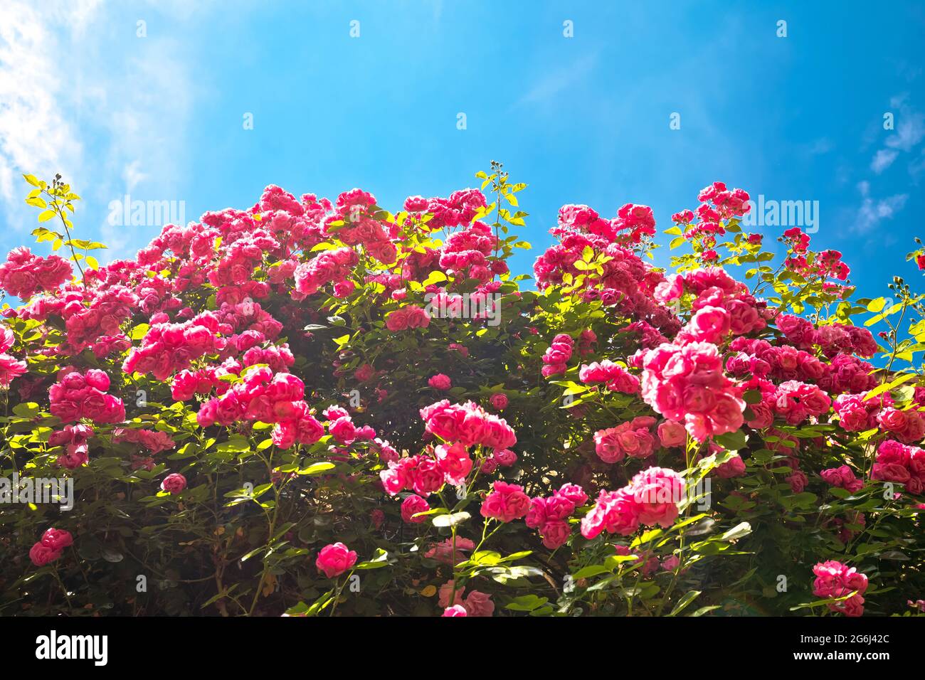 Rose flower grow and blue sky view, soft contrast and vibrant color ...