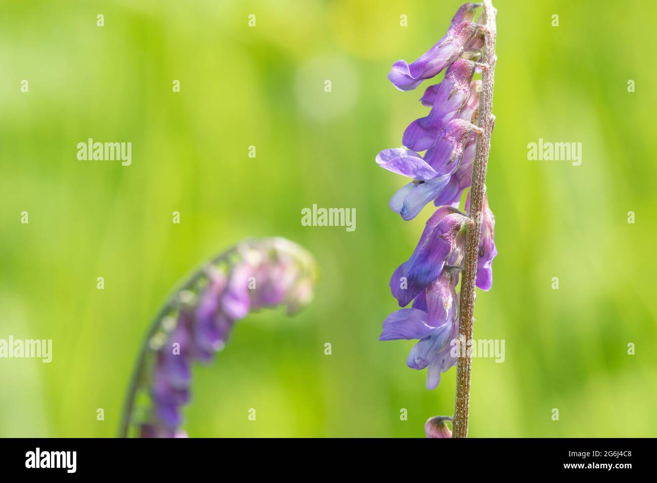 Macro shot of a tufted vetch (vicia cracca) plant in bloom Stock Photo ...