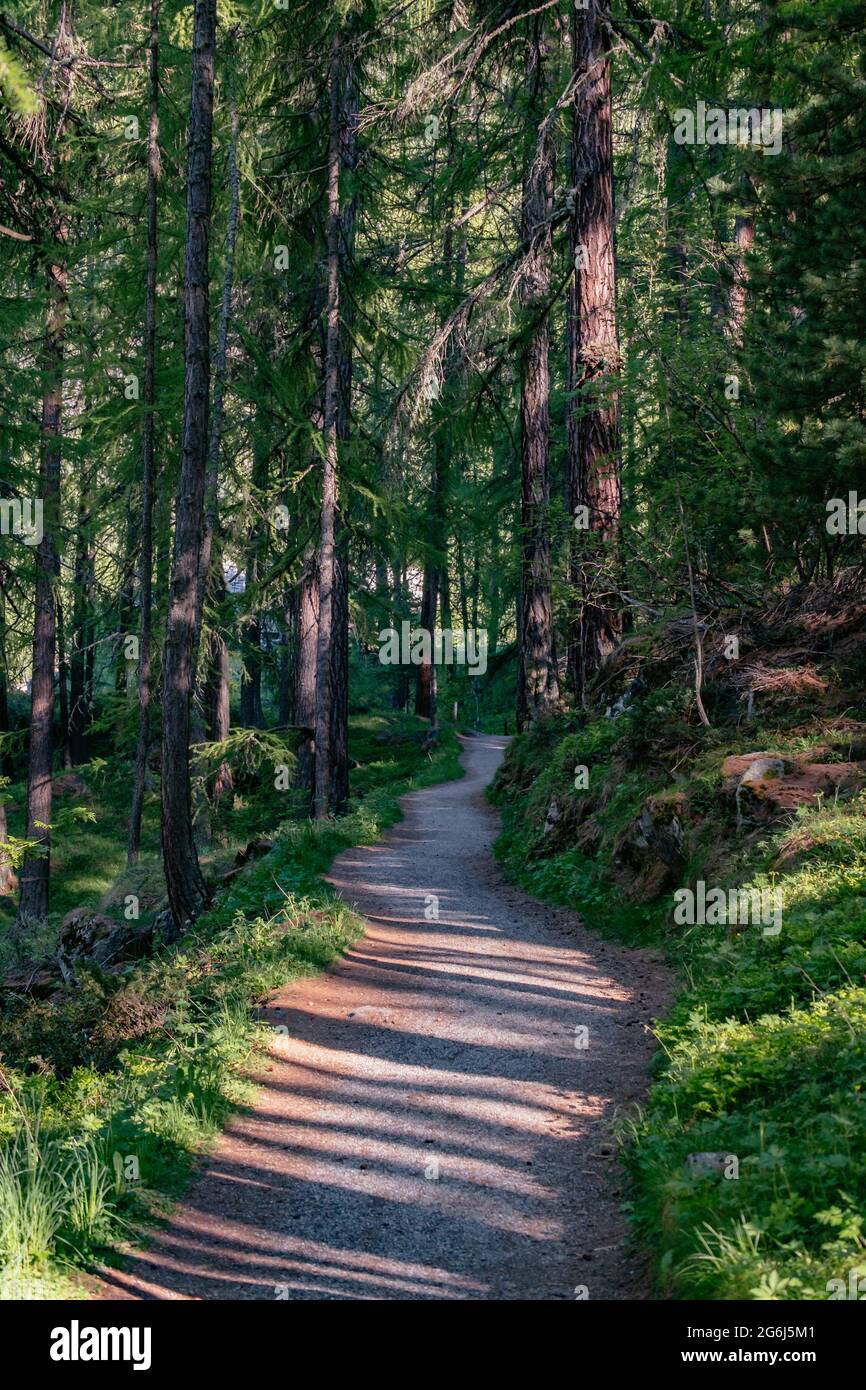Swiss forest hi-res stock photography and images - Alamy