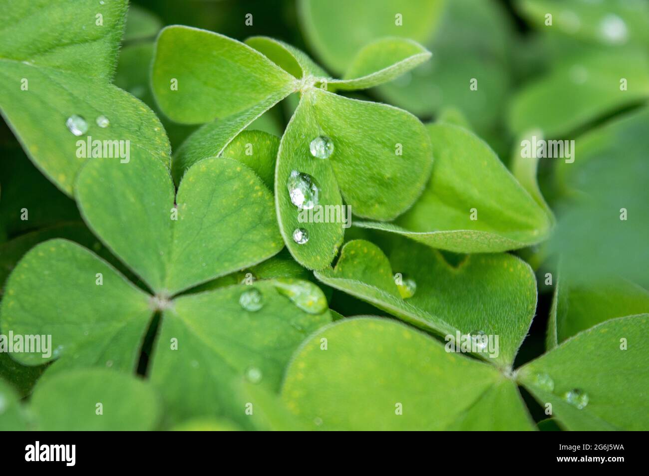 three leavs clovers or shamrock.Close-up image of raindrops on three ...