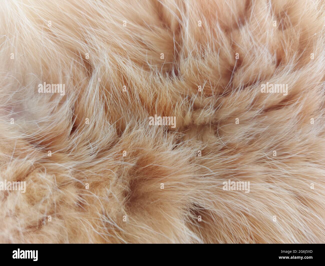 Soft cat fur texture hi-res stock photography and images - Alamy