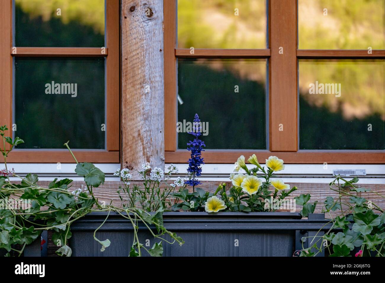 Alpine Flowers in a Balcony - Swiss Alps - Zermatt, Switzerland Stock ...