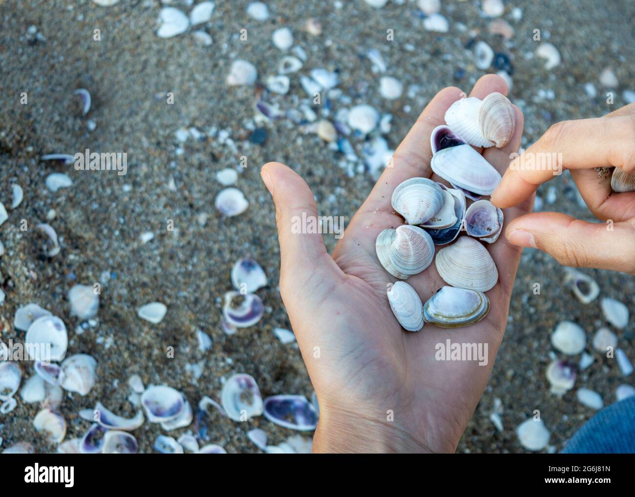 Hand holding seashell hi-res stock photography and images - Alamy