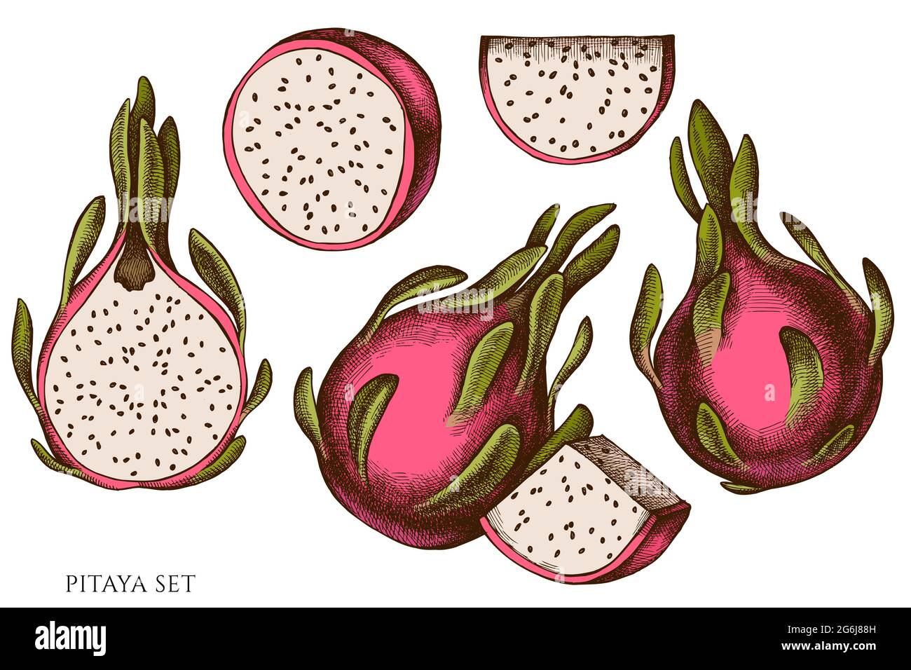 Vector set of hand drawn colored pitaya Stock Vector Image & Art - Alamy
