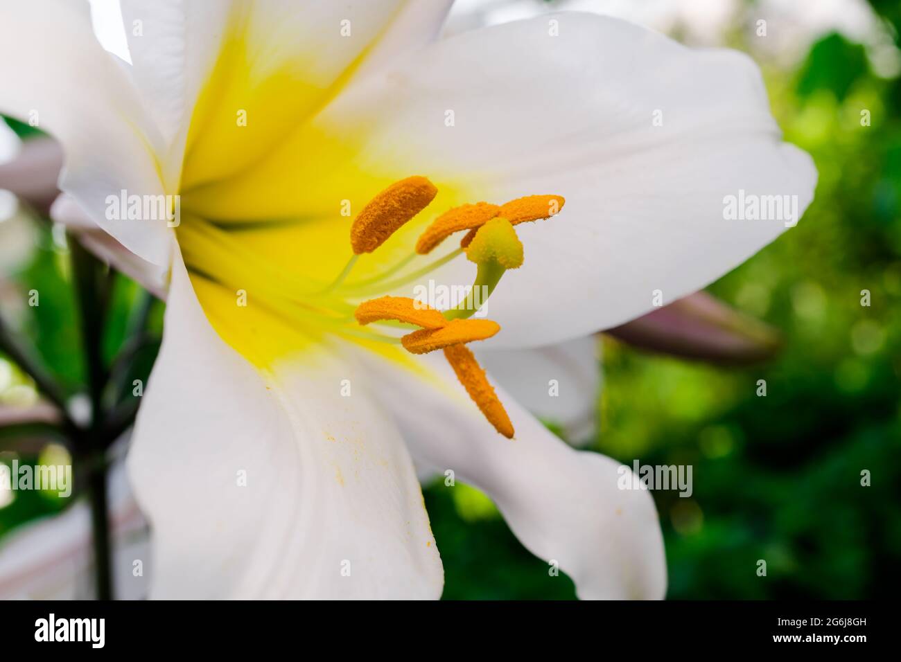 Lily flower with white petals, pistil and stamens close-up Stock Photo ...