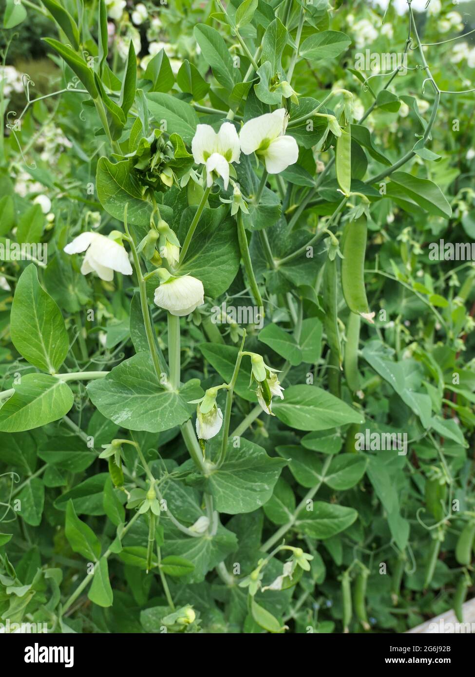Pea ambassador hi-res stock photography and images - Alamy