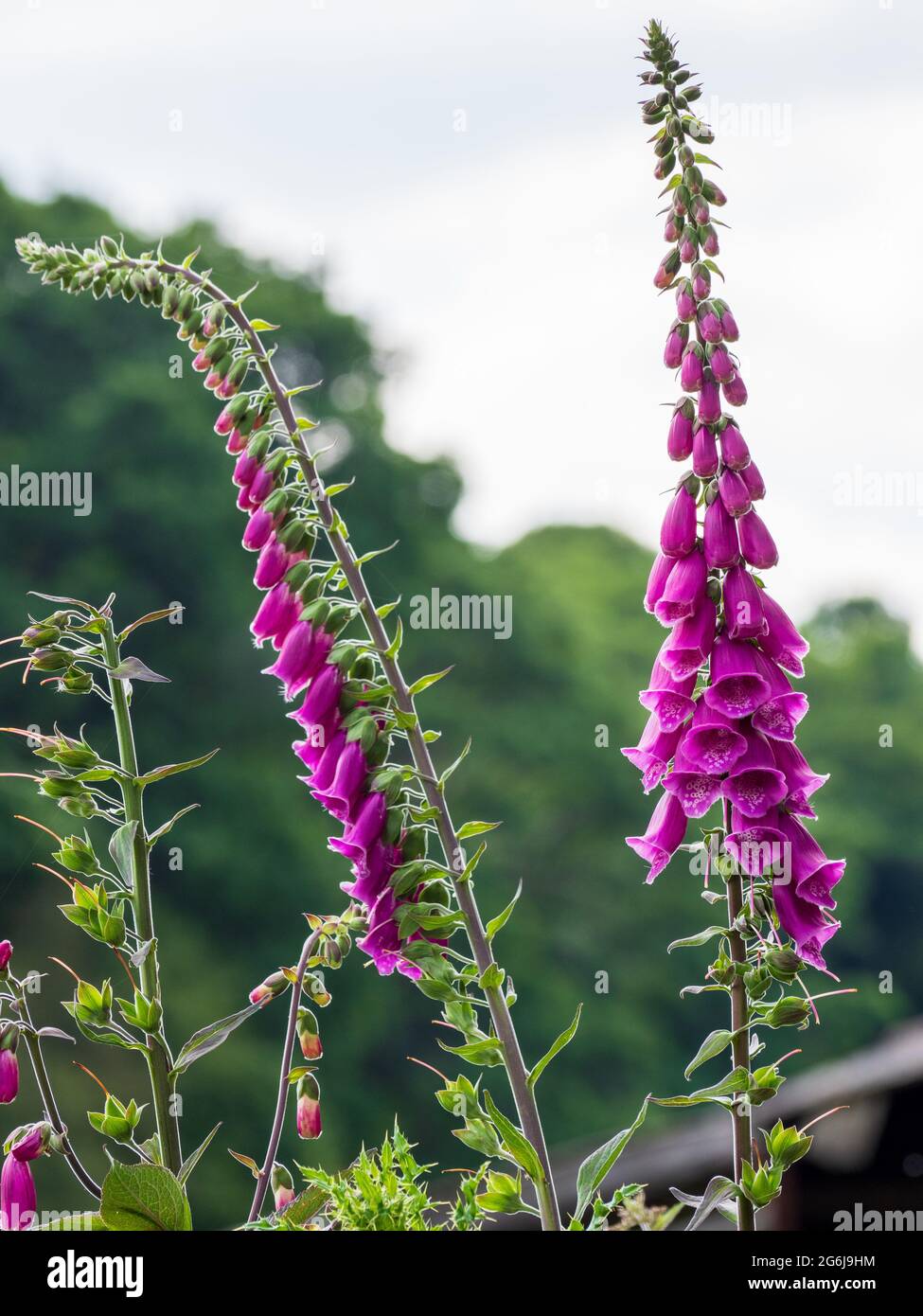 Wild flowering foxglove honey bee's favorite Stock Photo - Alamy