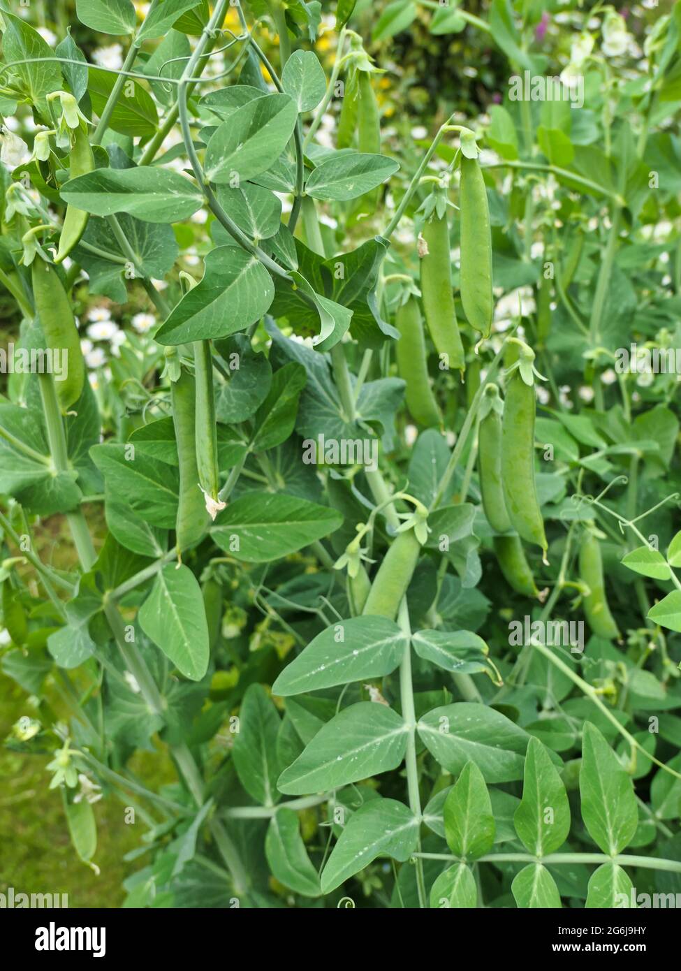 Pea ambassador hi-res stock photography and images - Alamy