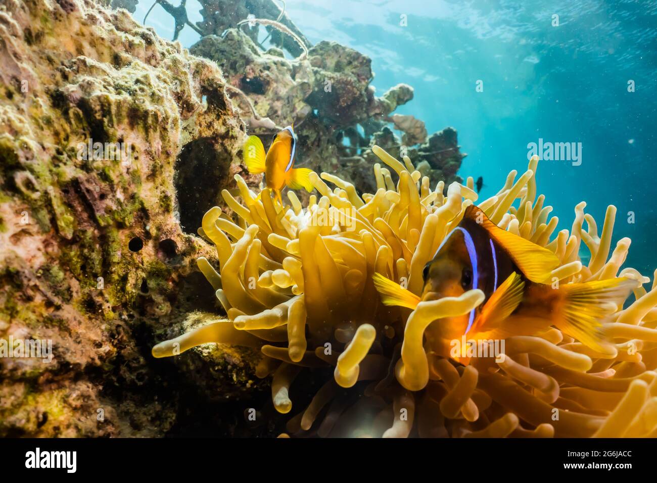 Clownfish in the Red Sea Colorful and beautiful, Eilat Israel Stock ...