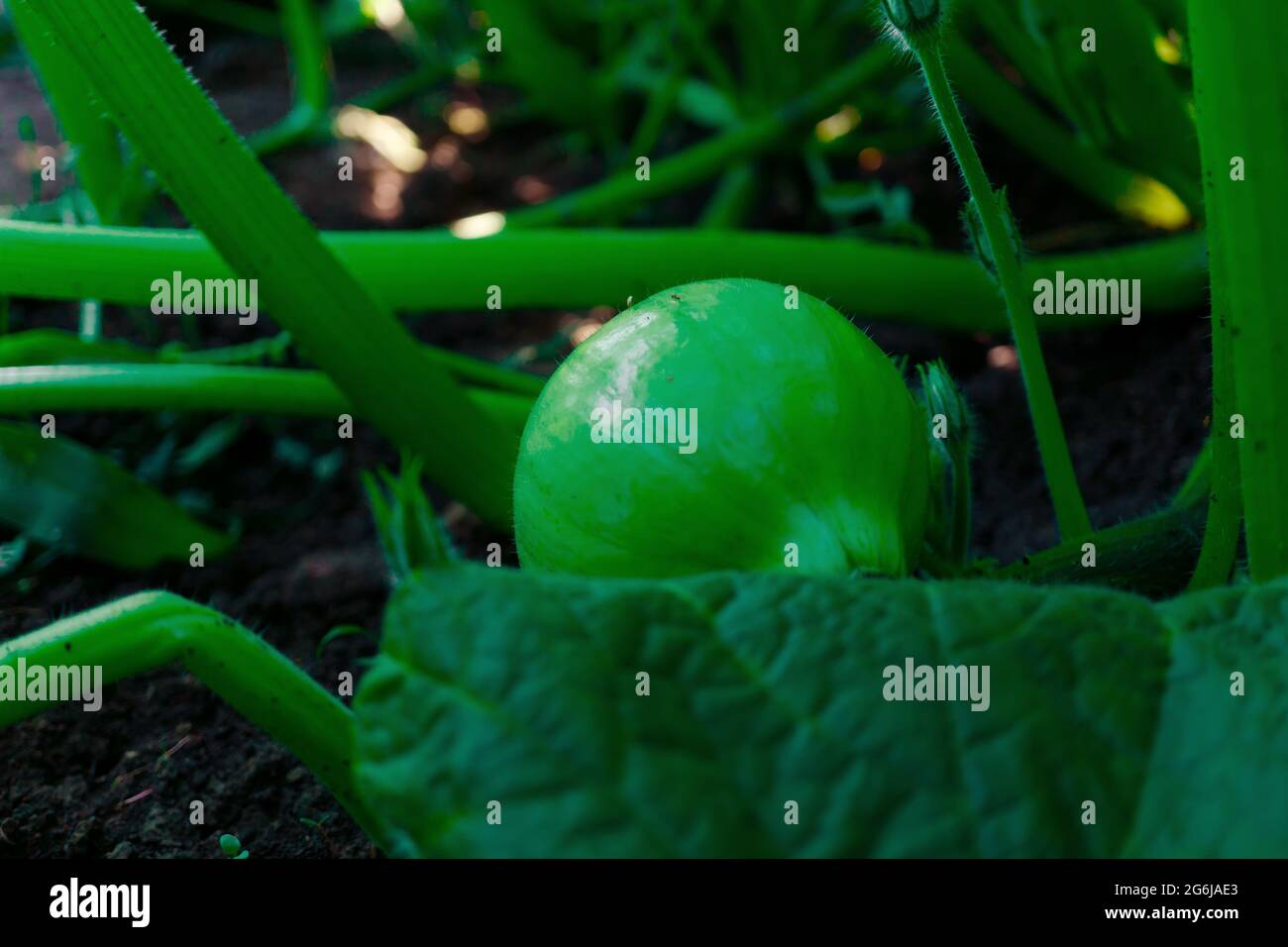 Green young shoots of a pumpkin plant, with young, pumpkin fruits Stock ...