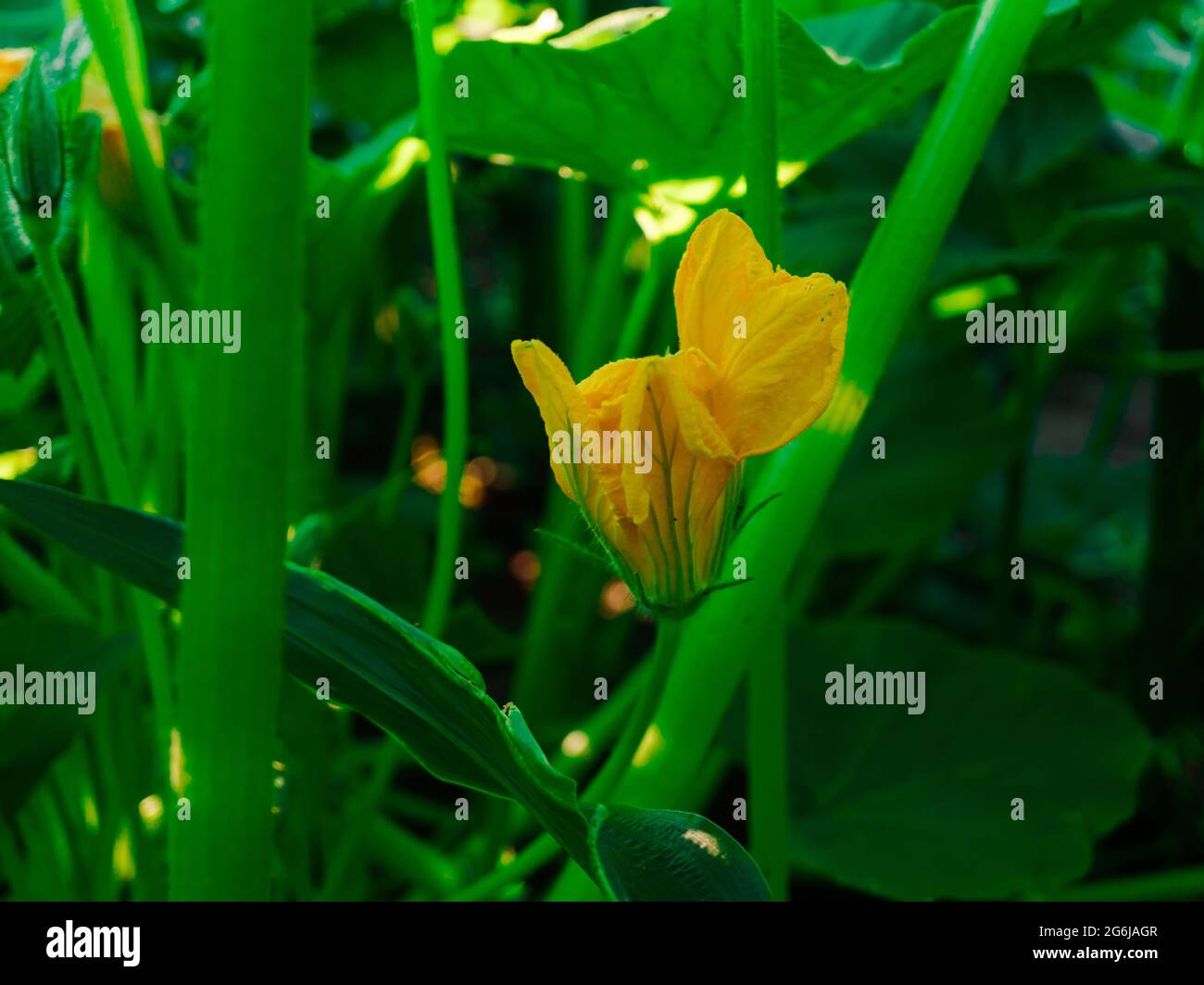 Green young shoots of a pumpkin plant, with blooming future fruits, of ...