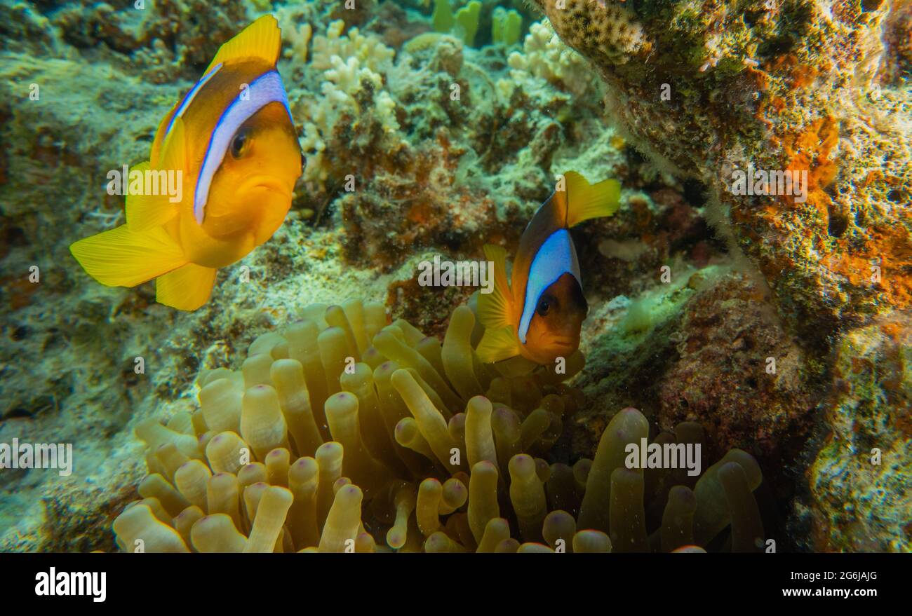 Clownfish in the Red Sea Colorful and beautiful, Eilat Israel Stock ...