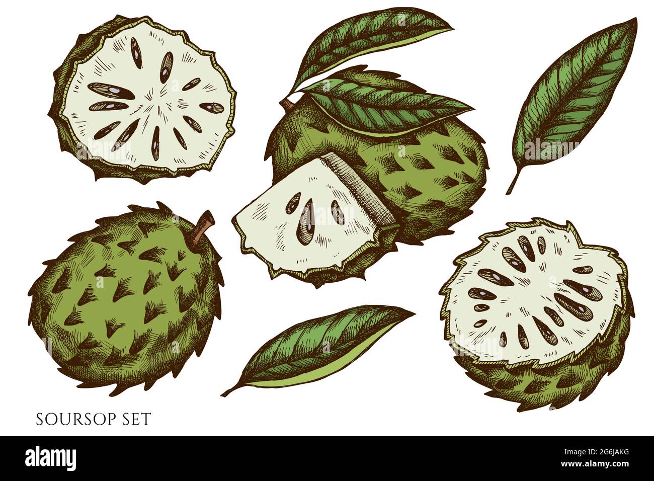 Vector set of hand drawn colored soursop Stock Vector Image & Art - Alamy