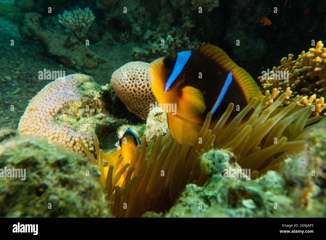 Clownfish in the Red Sea Colorful and beautiful, Eilat Israel Stock ...