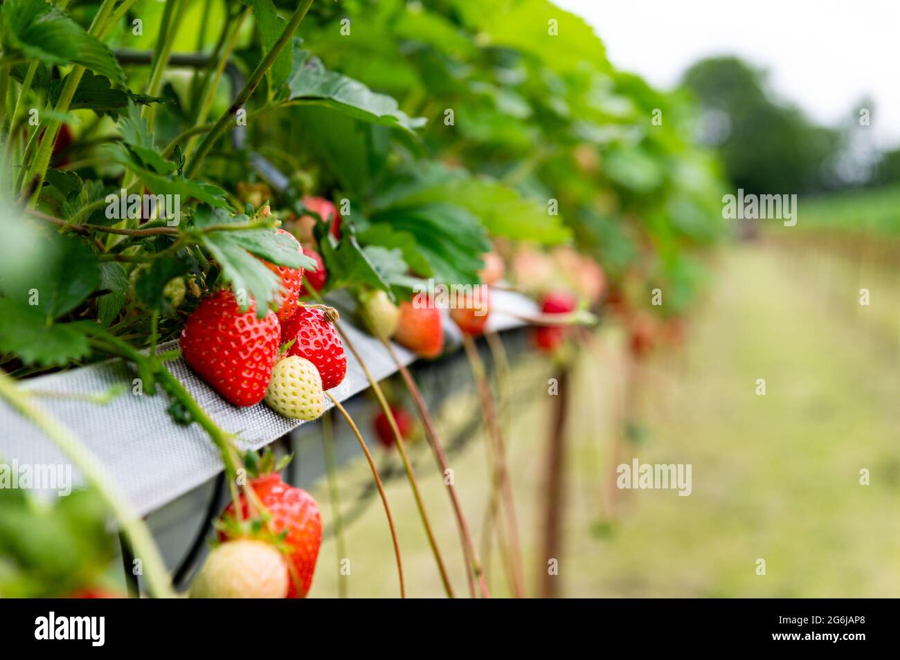 Strawberry picking in the farm Stock Photo - Alamy