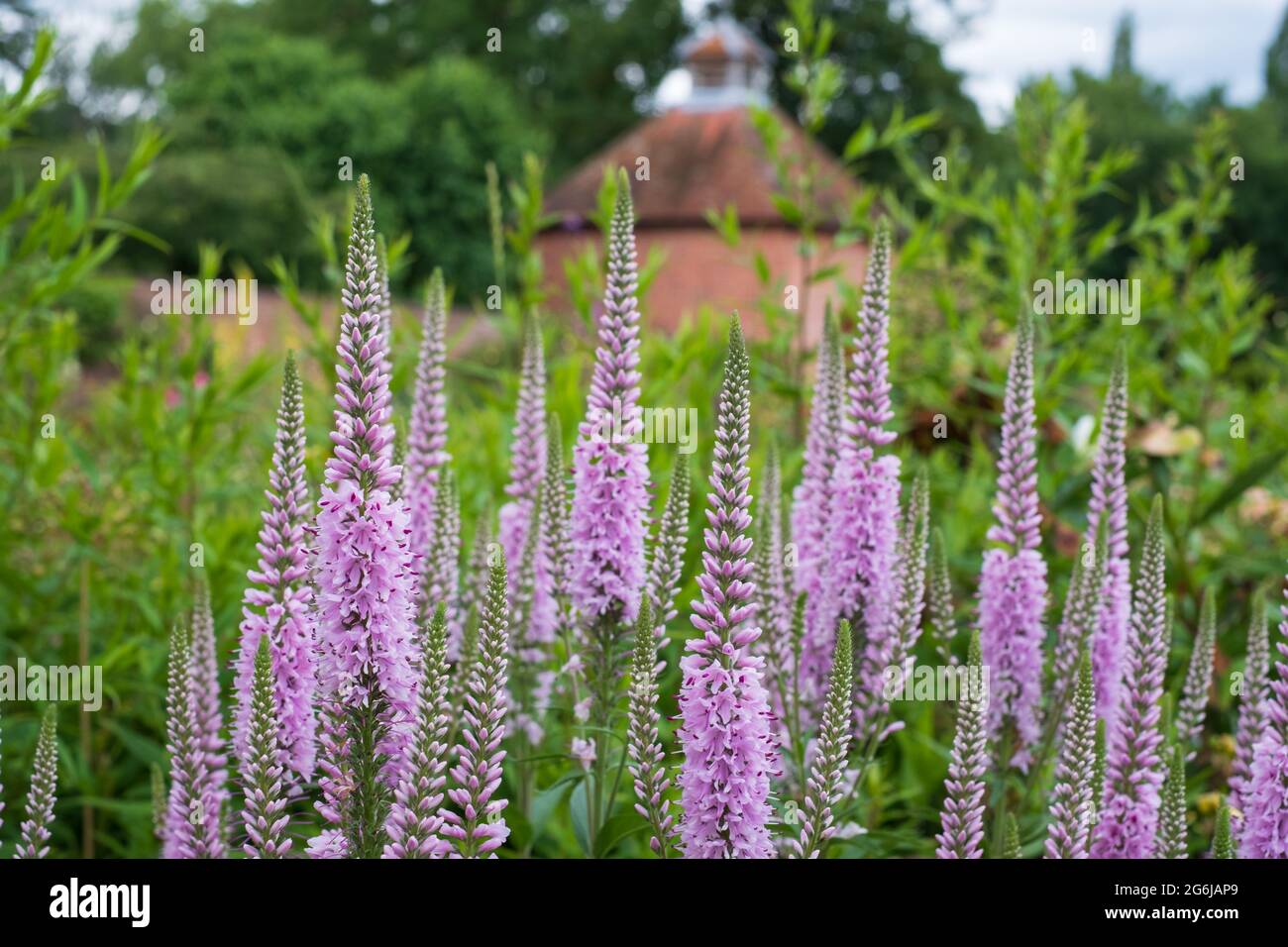 Tall purple Veronica, photographed in mid-summer in the historic walled ...