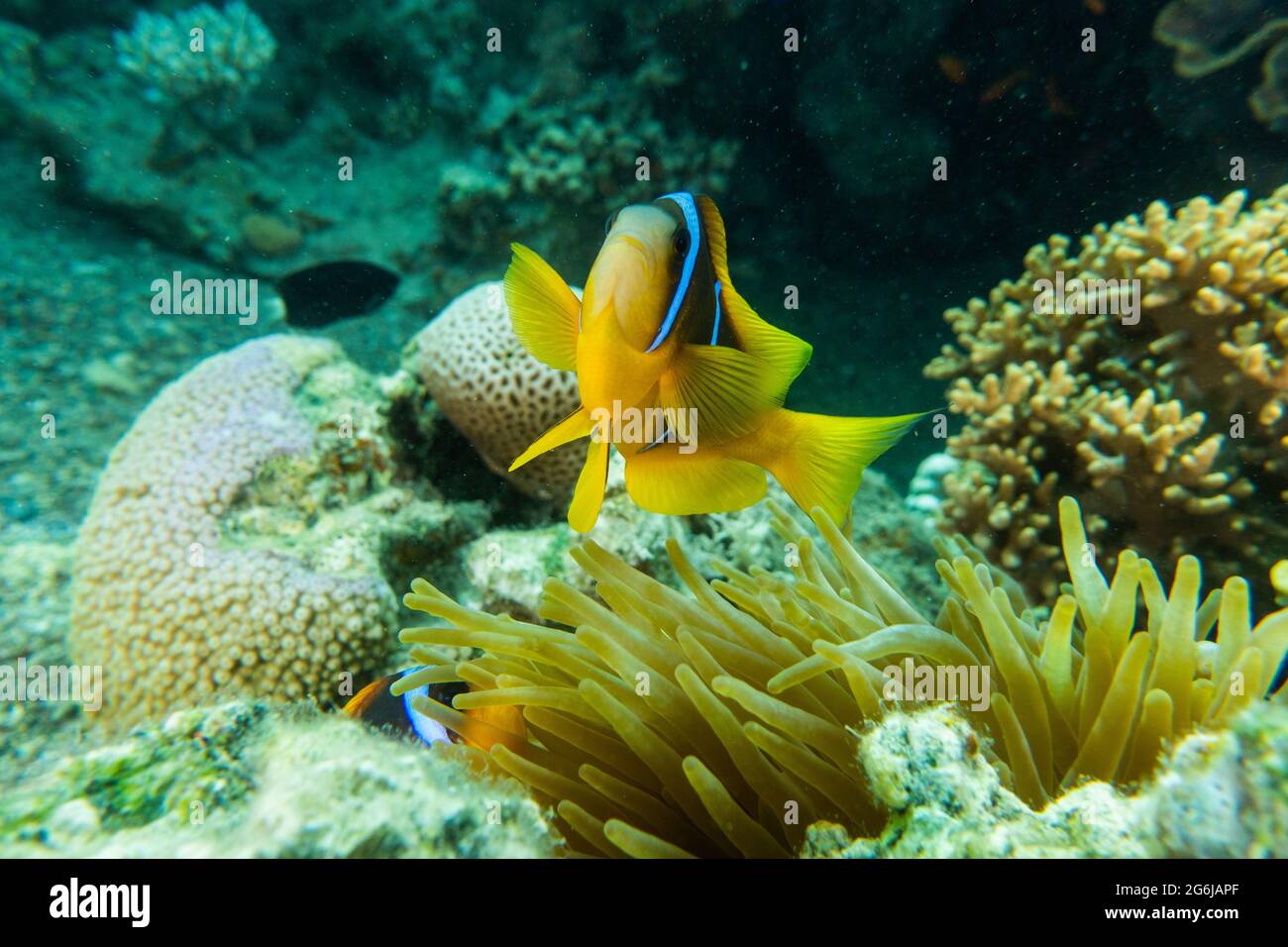 Clownfish in the Red Sea Colorful and beautiful, Eilat Israel Stock ...