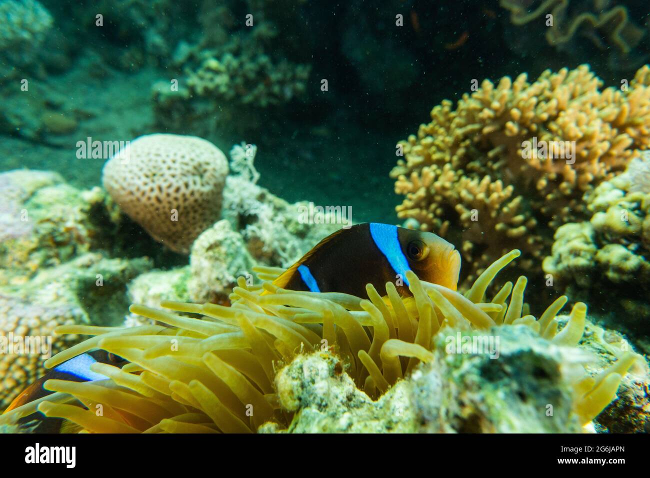 Clownfish in the Red Sea Colorful and beautiful, Eilat Israel Stock ...