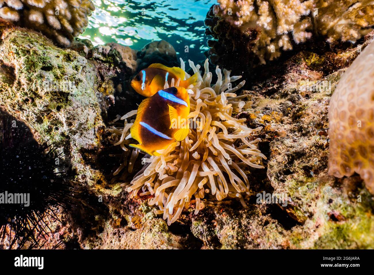 Clownfish in the Red Sea Colorful and beautiful, Eilat Israel Stock ...