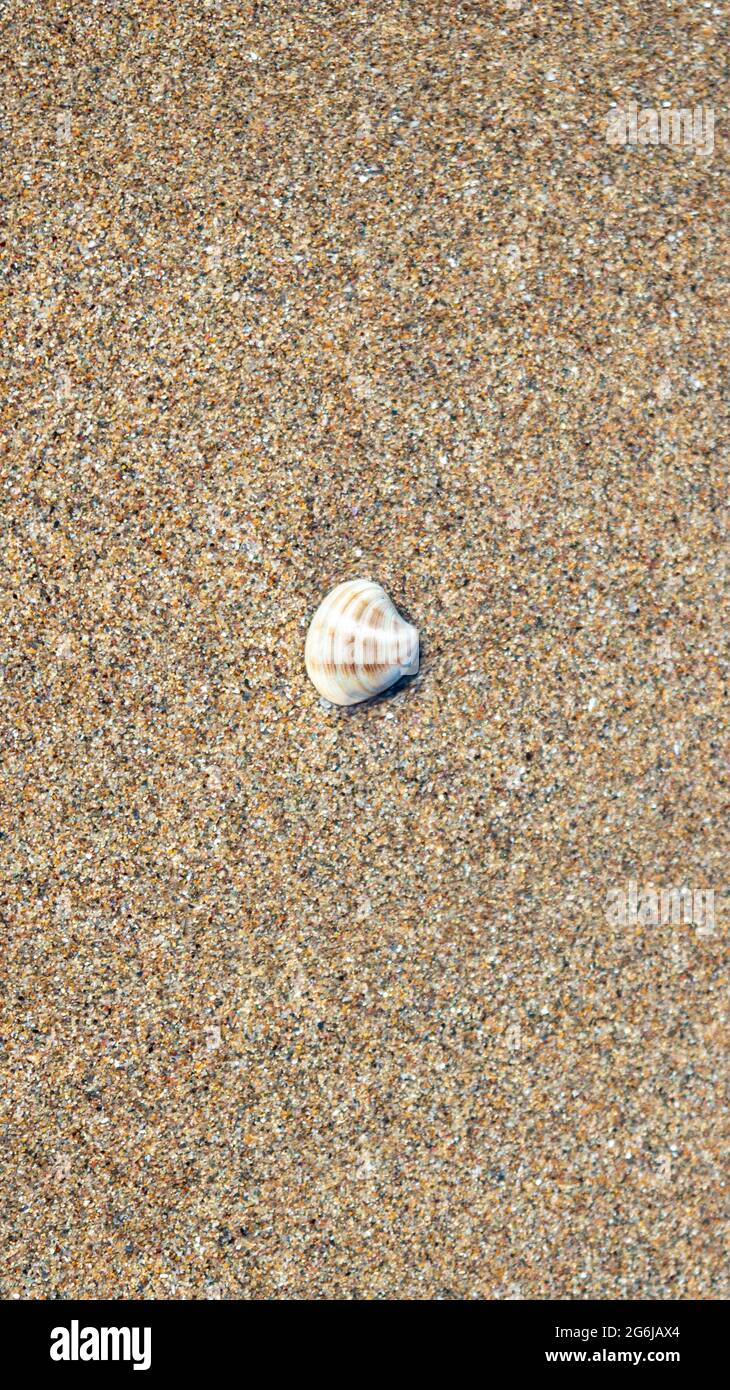 Medium-sized brown and white mussels that appear in clear sea water ...