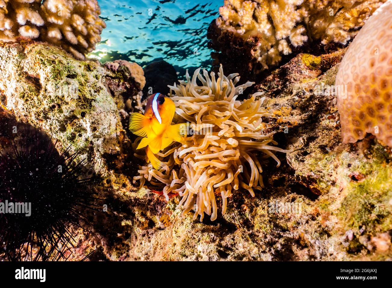 Clownfish in the Red Sea Colorful and beautiful, Eilat Israel Stock ...