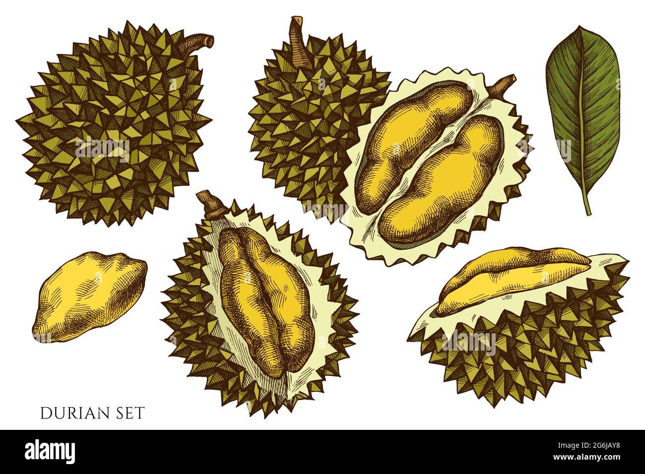 Vector set of hand drawn colored durian Stock Vector Image & Art - Alamy